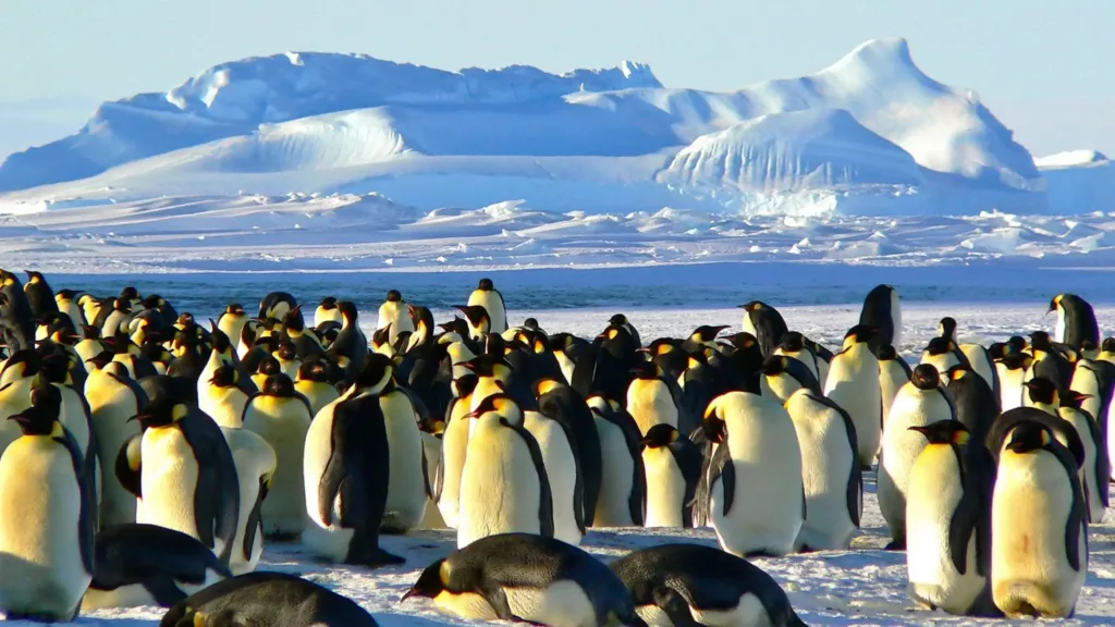 Tracking Antarctica's Penguins With AI And Tourist Photos